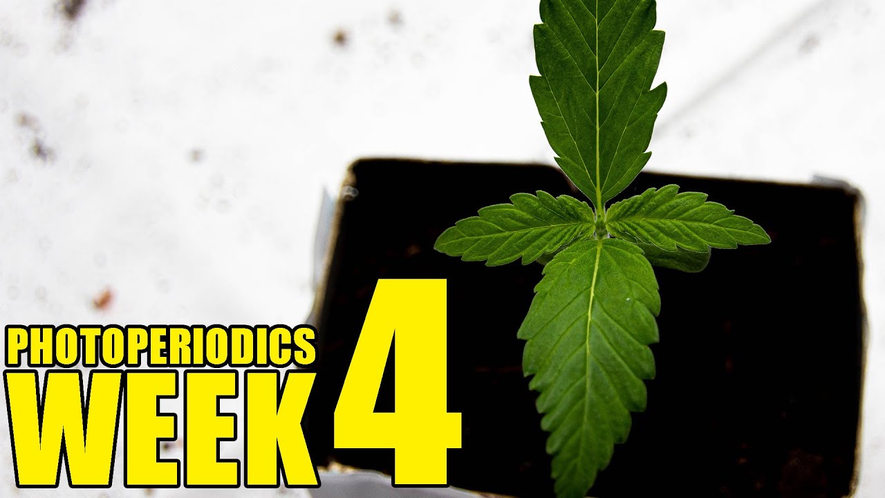 Slow and steady | Week 4 - YouTube