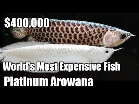 $400,000 Fish! Worth more than Lambo! Worlds Most Expensive Fish ...