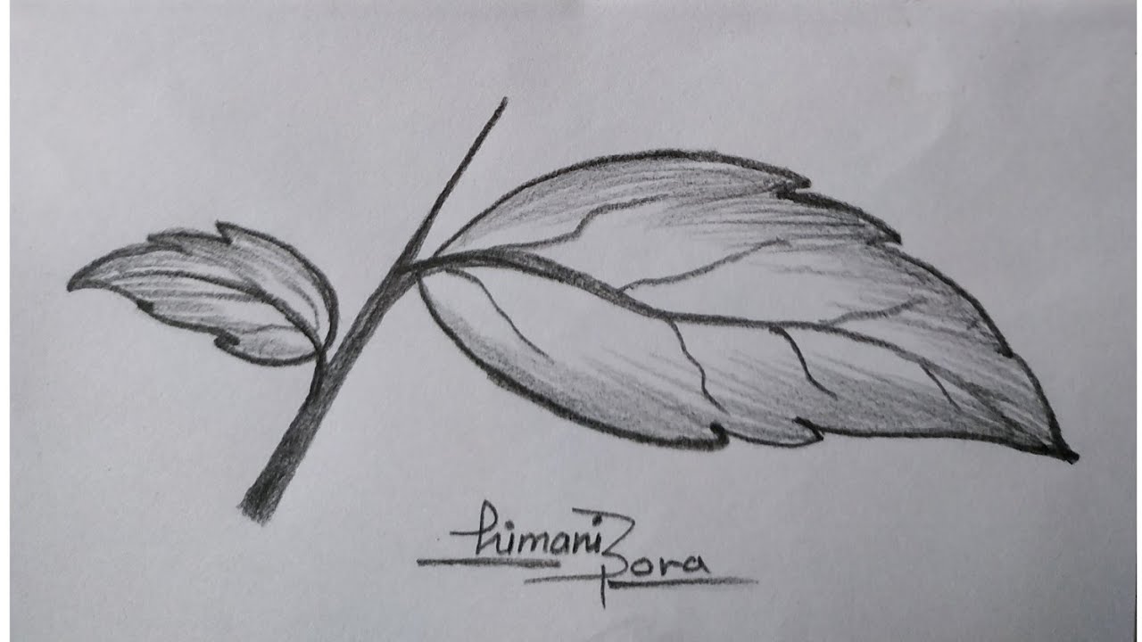 how to draw leaf🍃 drawing. easy 🍃leaf pencil drawing. - YouTube