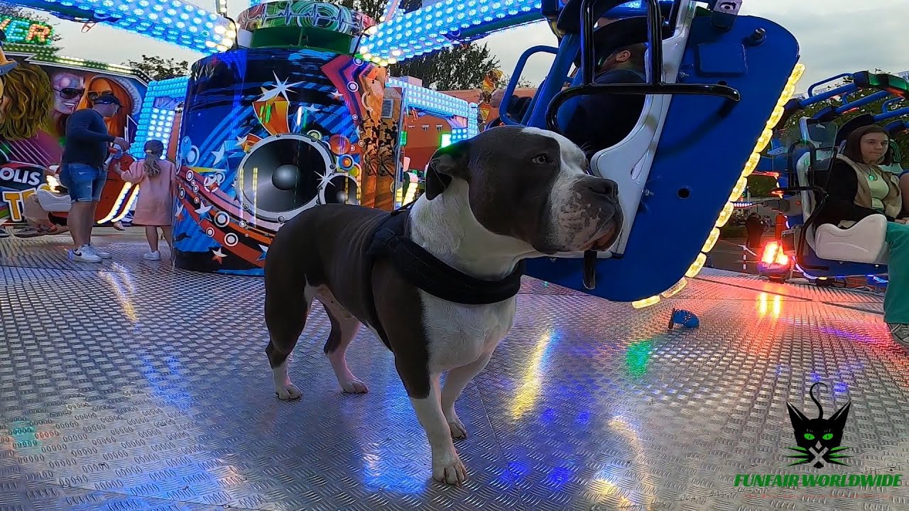 BRAVE BIG BULLDOG "DOGE" LOVES THE FAIR - YouTube