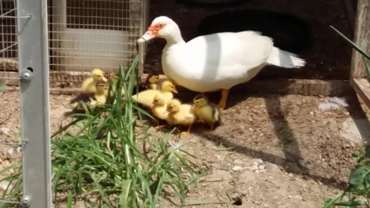 CUTE BABE DUCKS & MOTHER ON THE FIRST RIDE IN LIFE FARMA SKYDRA.GR ...