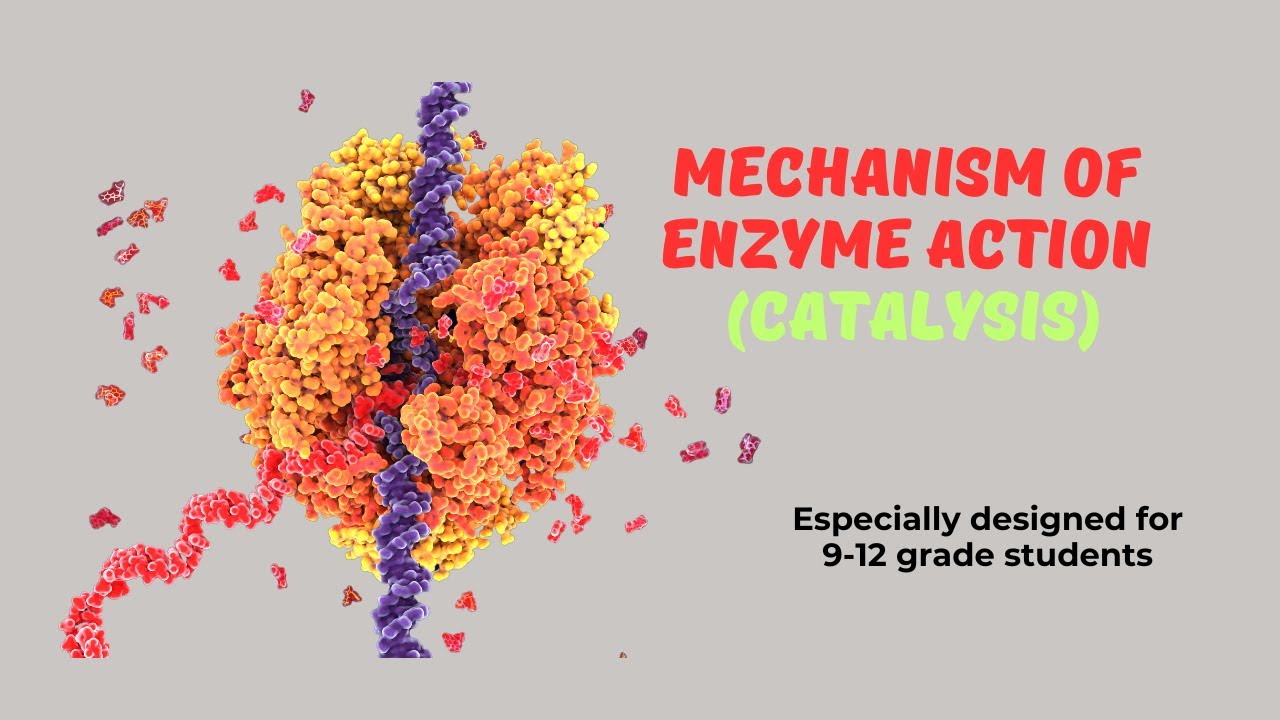 Mechanism of Enzyme Action Catalysis - YouTube