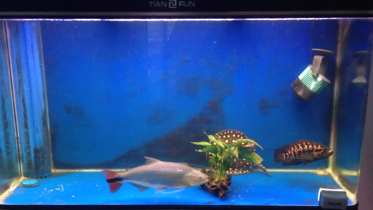 Freshwater Stingray Community predatory tank - YouTube