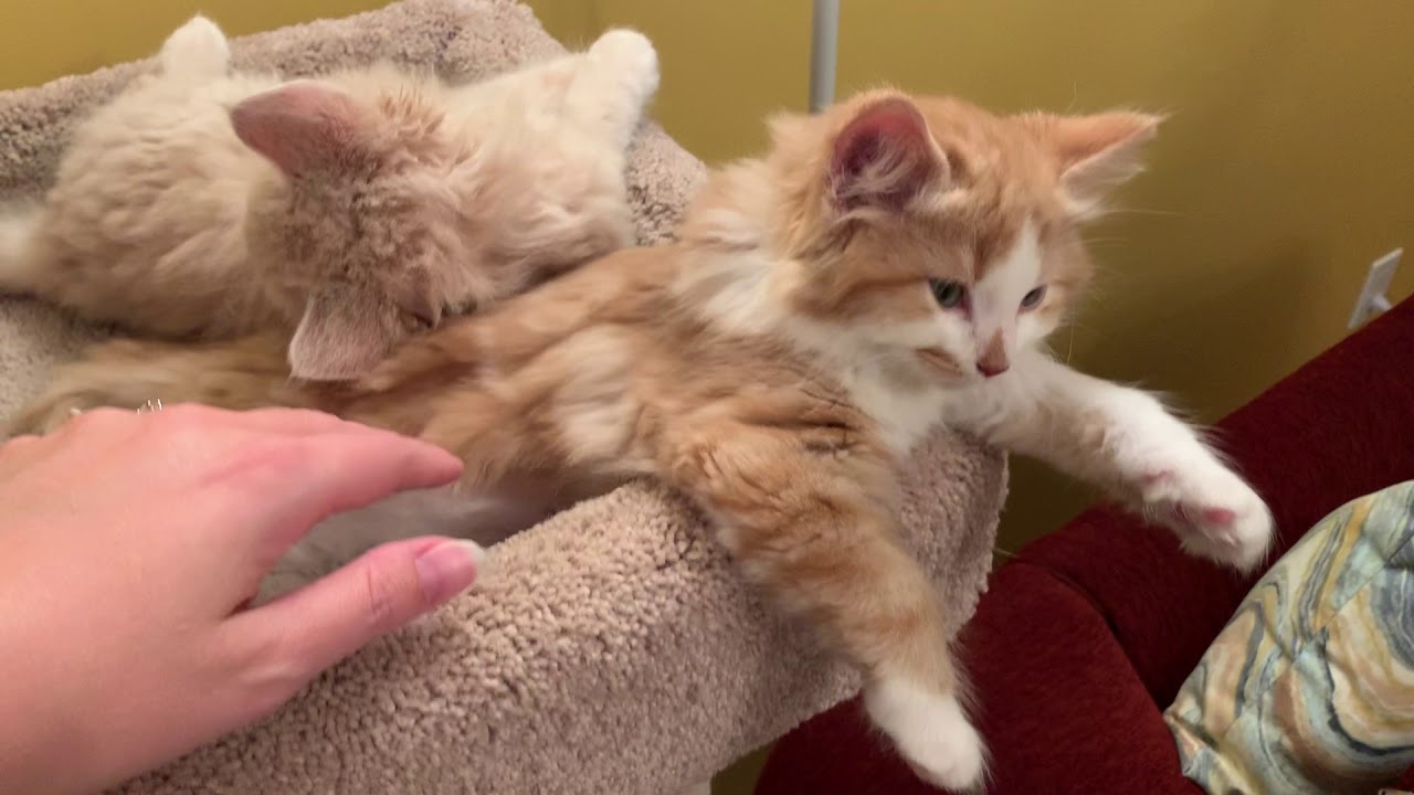 Fluffy Kitten Snuggles - YouTube