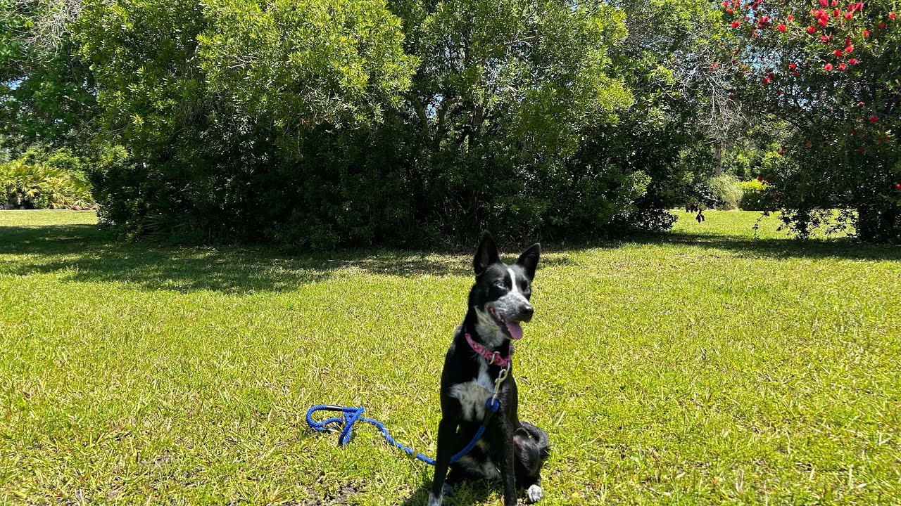 PTSD service dog task training - YouTube