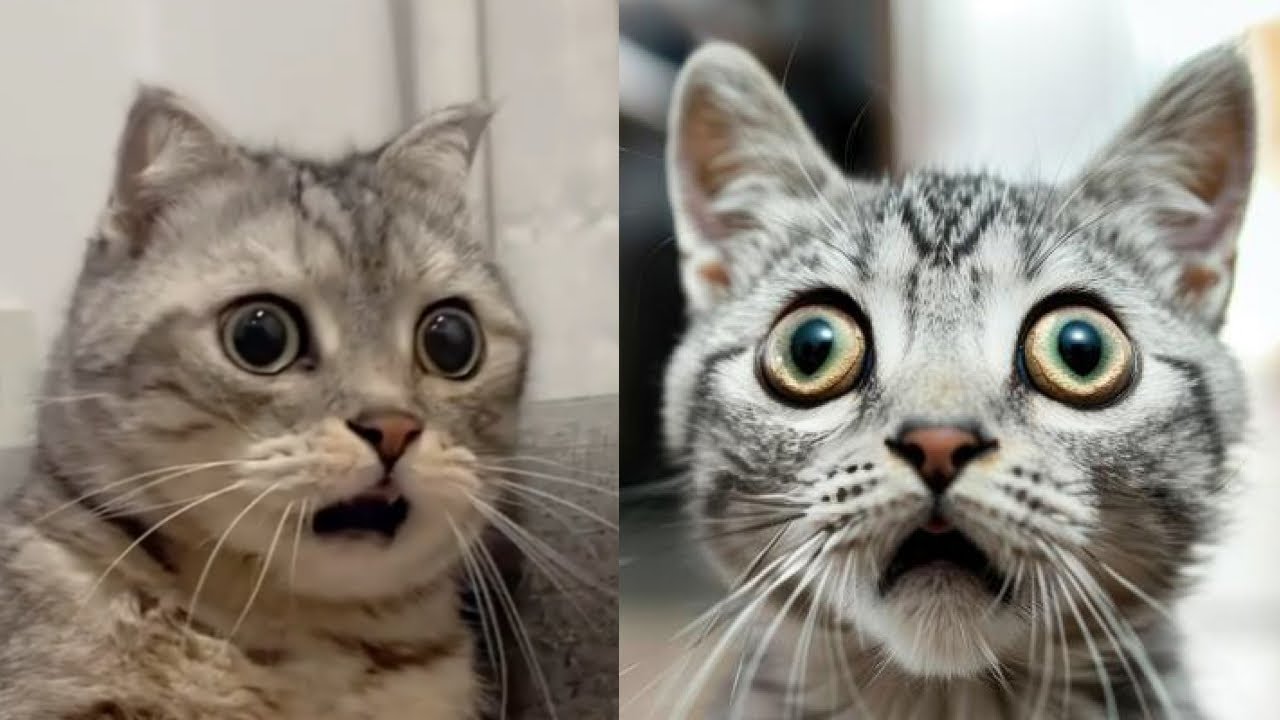 😭😂 Can't Stop Watching These HILARIOUS FUNNY CATS FAILS 🤪😊 - YouTube