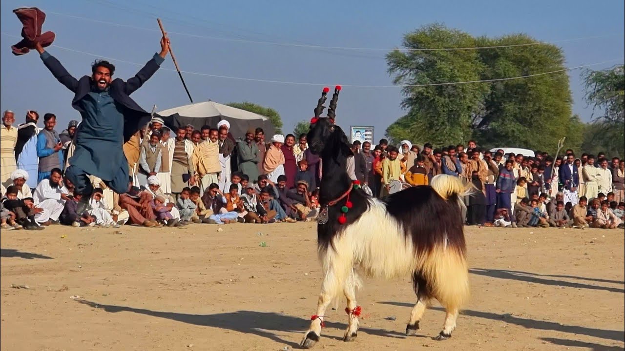 Dancing & Modeling Goats Show in Pakistan - YouTube