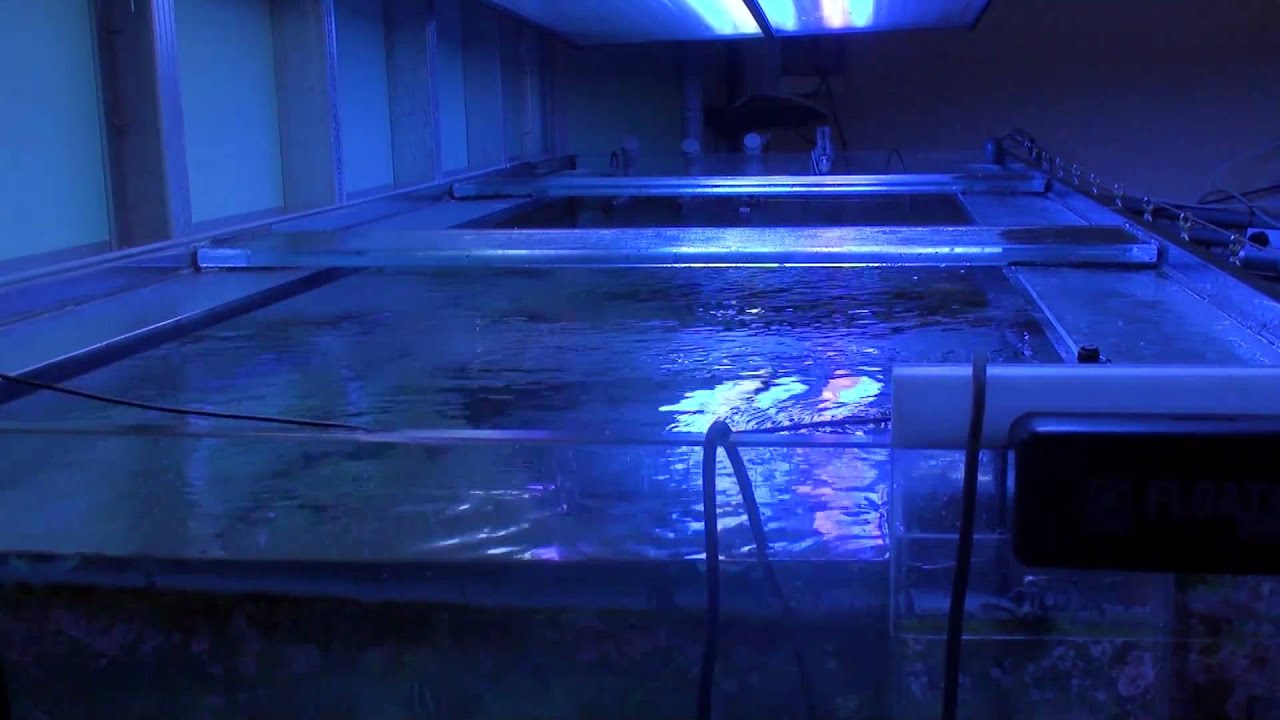 DIY Wavebox to 2800L (740g) Reef Aquarium - YouTube