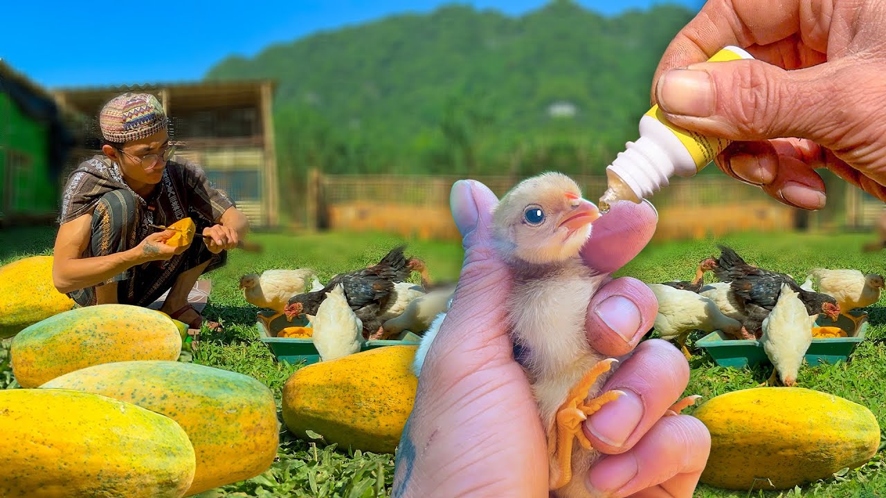 Take care of chicks help hens, Give medicine to chickens - Aly raise ...