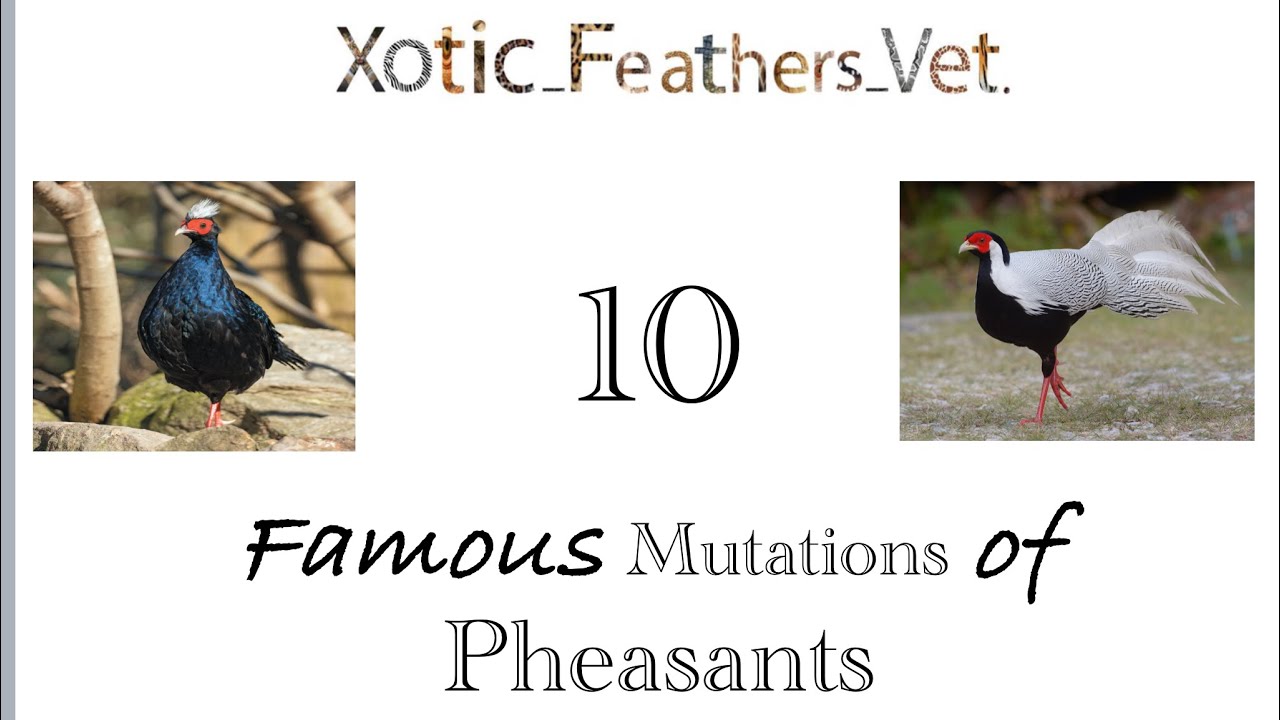 Mutations of Pheasants (vol 2) - YouTube
