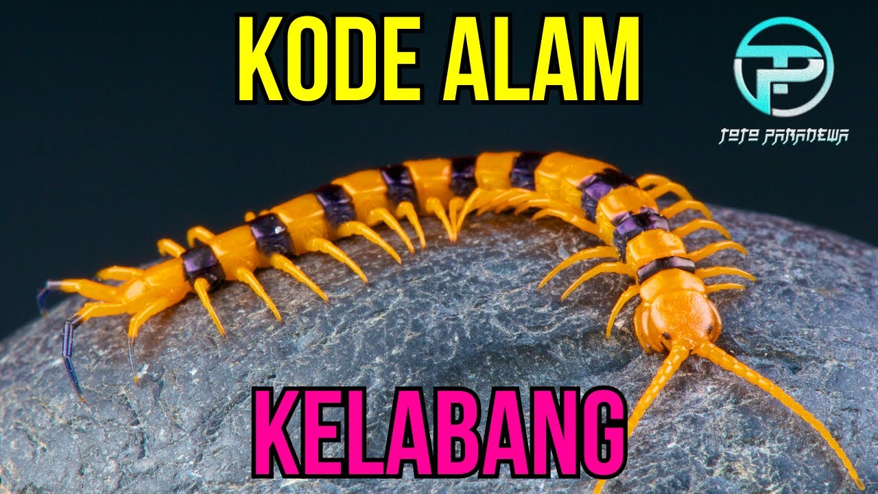 EREK EREK KELABANG 2D 3D 4D | KODE ALAM KELABANG | BUKU MIMPI KELABANG - YouTube