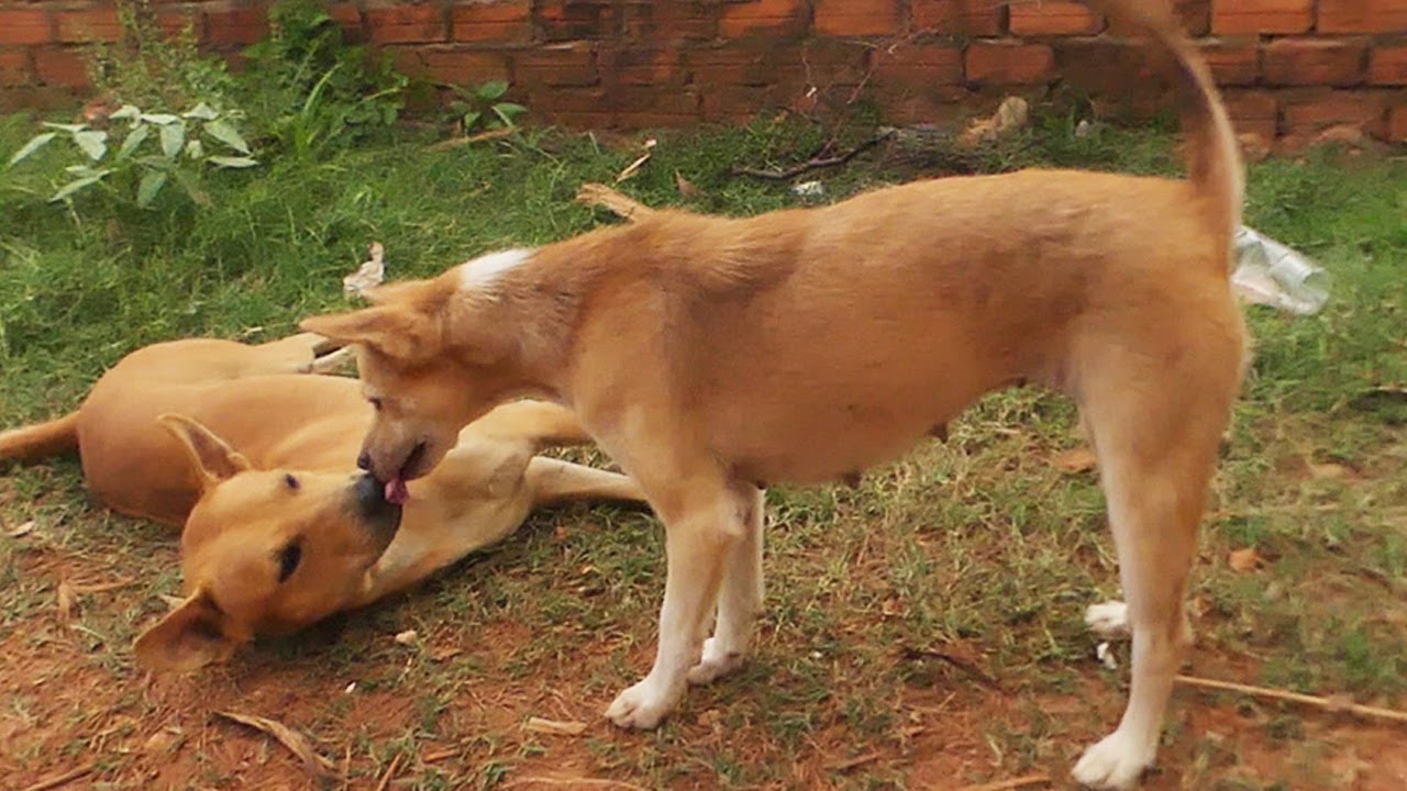 Dogs change when they are getting old ## Nature Show - YouTube