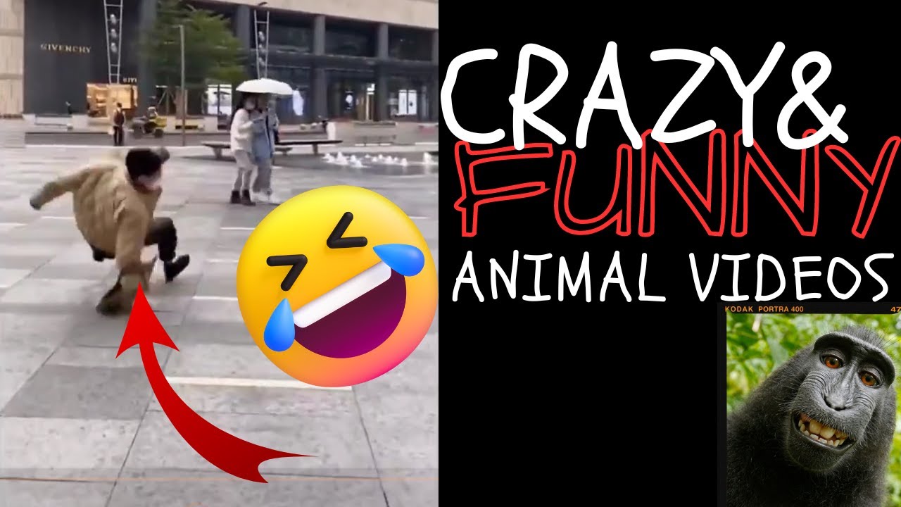 Funny Fails & Animal Video. TRY NOT TO LAUGH CHALLENGE 🤣🤣🤣 - YouTube