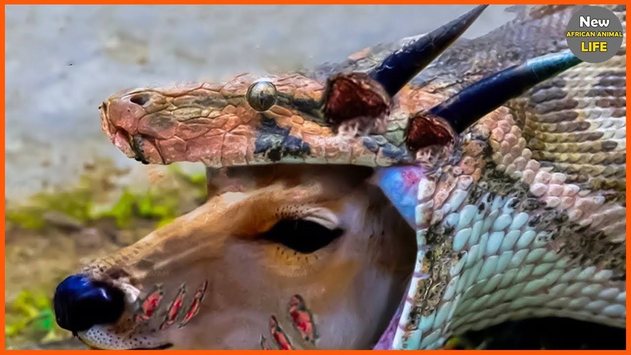 28 Tragic Moments! Python Knows He Is Foolish When Swallowing Horned Prey | Animal Fight - YouTube