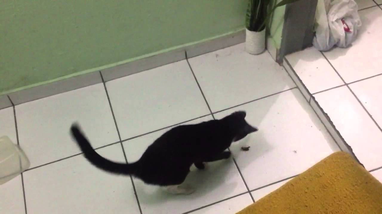 Cat vs cockroach pt. 2 - YouTube