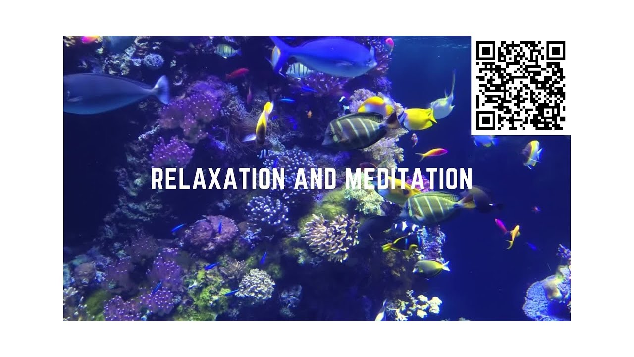 Ocean - Fish for Relaxation | Meditation Music video - YouTube