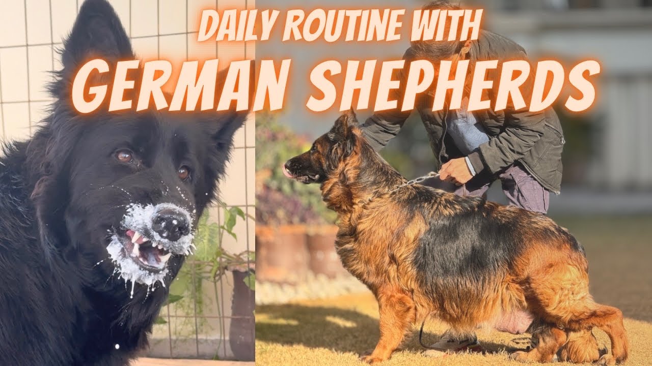 Daily routine with German shepherd | Diet Routine for dogs | Homemade ...