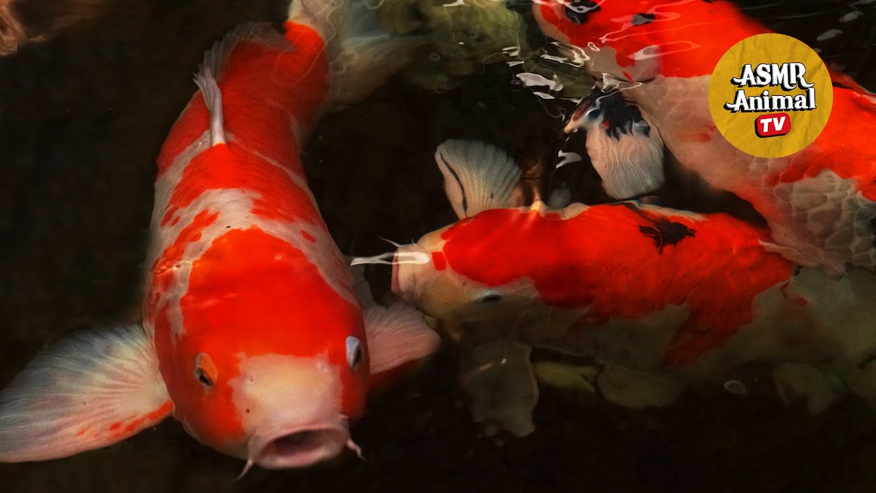 ISTIMEWA AZUKARI 1 GOSHIKI BAKAT JUMBO DARI ASTRO BLITAR KOI8 - YouTube