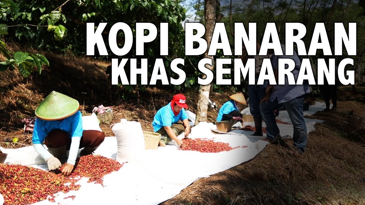 Kampoeng Kopi Banaran di Semarang | Menikmati Kesejukan Sekaligus ...