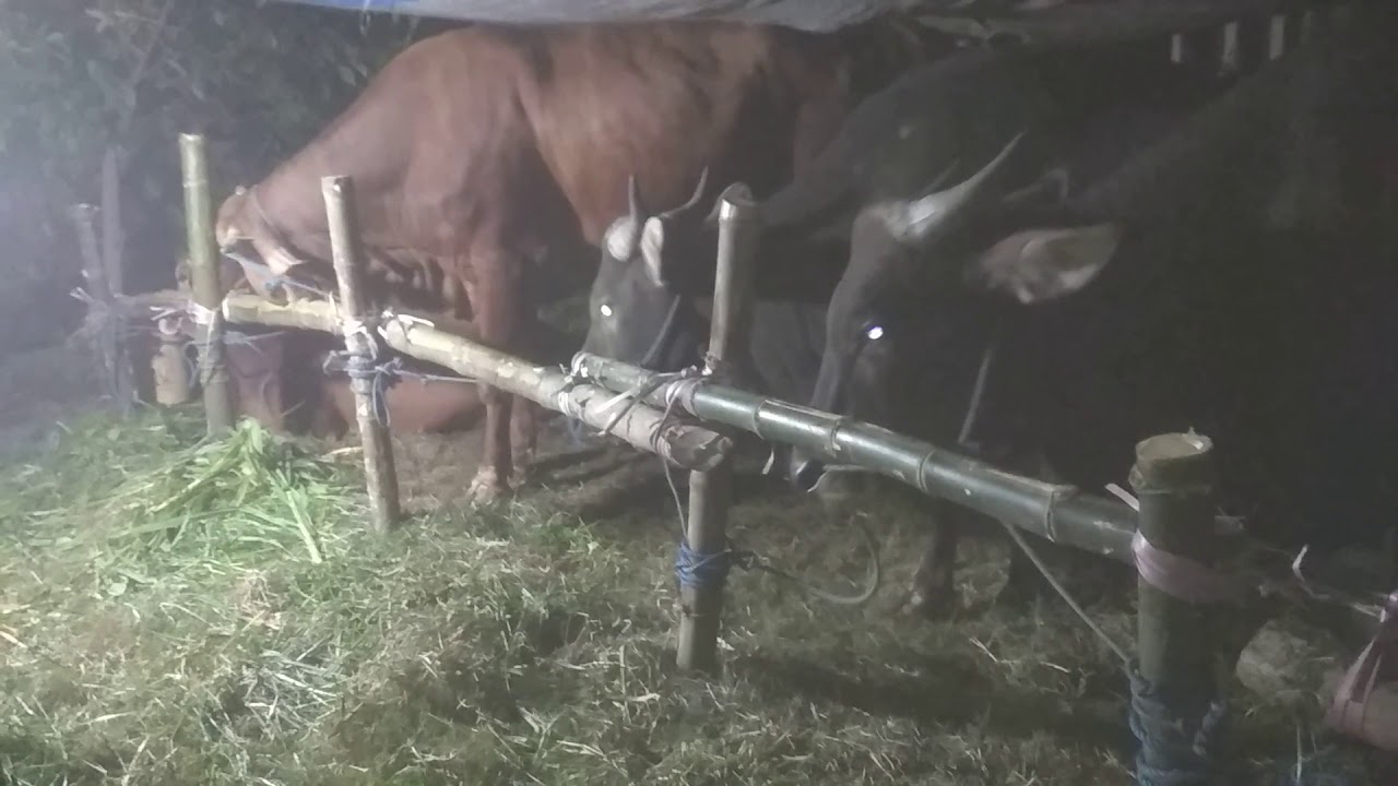 Ada 4 ekor sapi Bali buat Qurban - YouTube