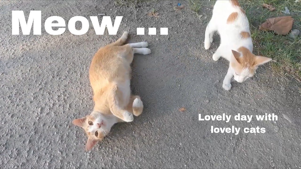 Baby Cats - Cute and Funny Cat | Lovely day with lovely cat | Playful ...