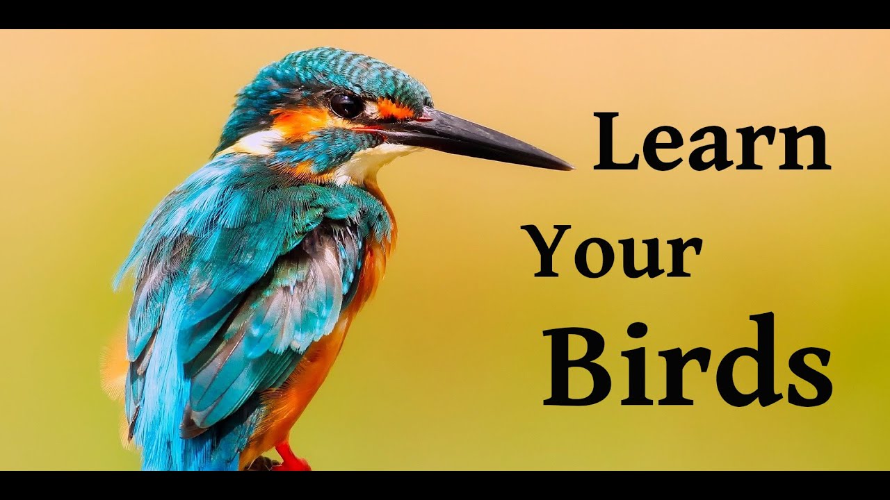 The Merlin Bird ID App by Cornell Labs - YouTube