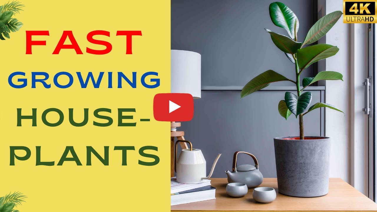 Fast Growing Houseplants For Busy Gardeners | Fastest Growing Indoor ...