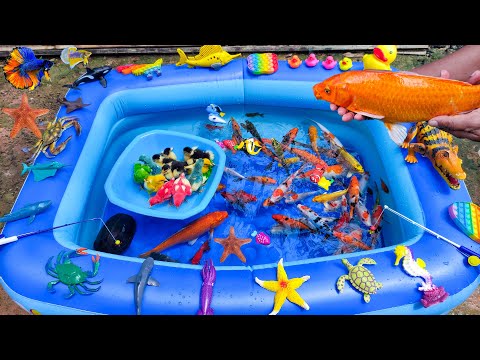 Menangkap Ayam Lucu, Ayam Rainbow, Bebek, Ikan Hias, Ikan Cupang, Ikan ...