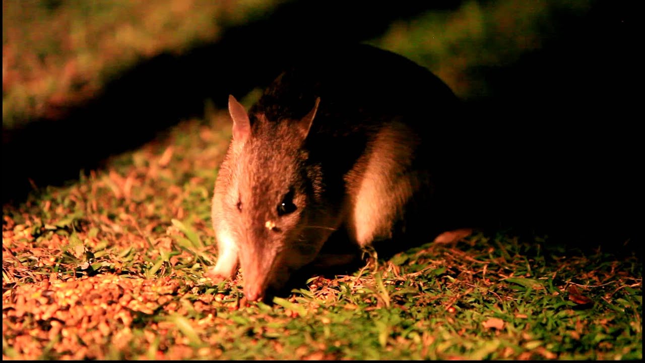 Wild Bandicoot - YouTube