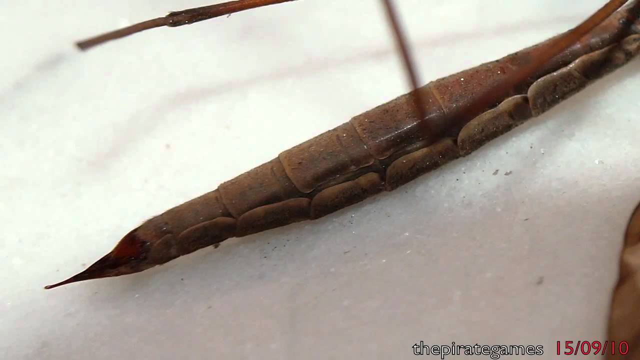 OLYMPUS E620 MACRO [HD] INSETTO
