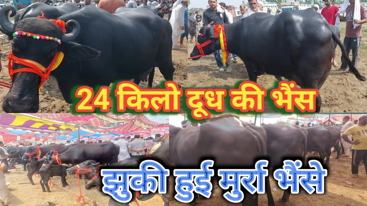 Parsi Pashu Mandi | Pashu Hatwara | Sale Murra Buffalo | Bheso ka Bajar ...