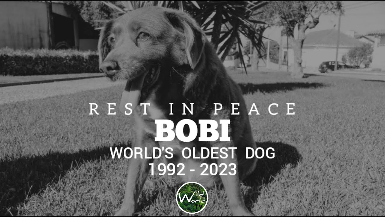 The story of Bobi, the world's oldest dog who survived a cruel death at ...