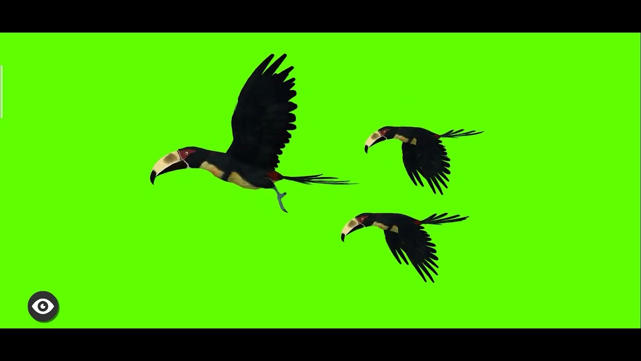 Flying Birds | Bird flying Green Screen | Green Screen effects ...