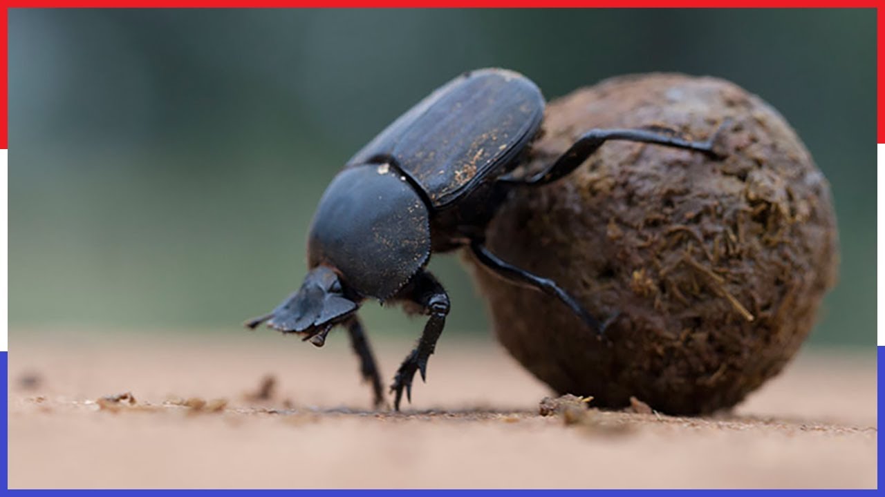 Top 10 Sterkste Dieren Van Hun Soort - YouTube