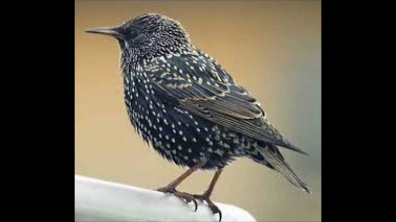 song of the starling (canto del storno) Common Starling - YouTube