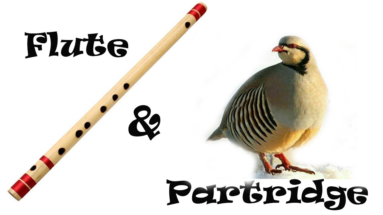 Native Iranian (Kurdish) Flute Music (Shmshal) and Mountain Partridge ...