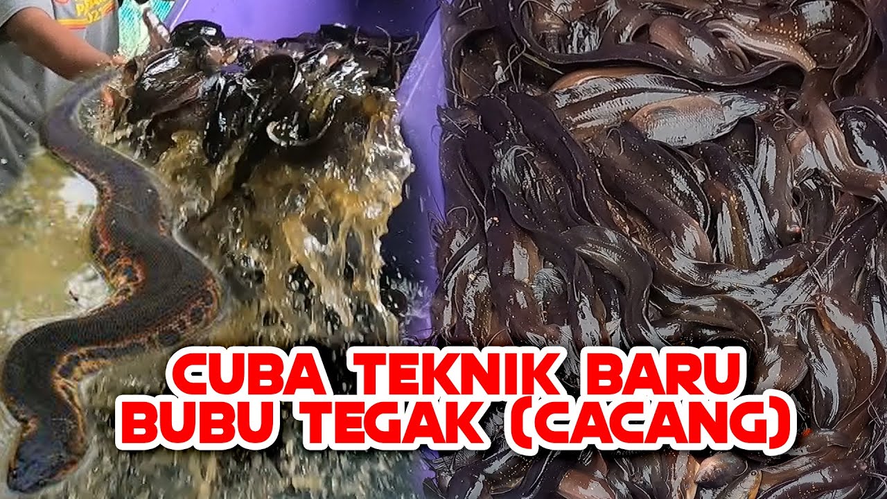 Satisfied New Style Of Bubus Vertical | Teknik Baru Membubu Keli | Bubu ...