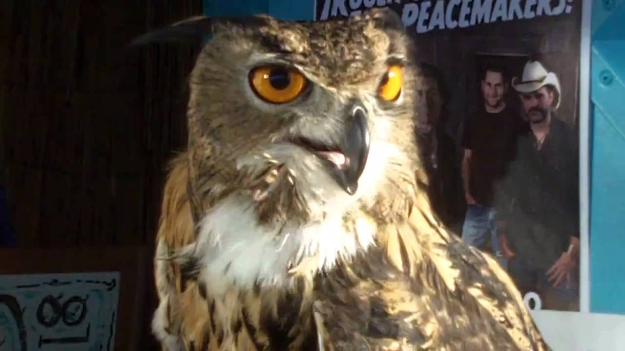 Russian Eagle Owl - YouTube
