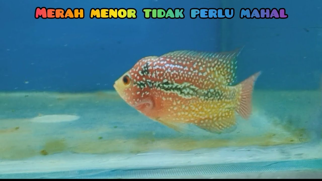 Progres Ikan Louhan Kamfa Thailand Full Pelet Youtube