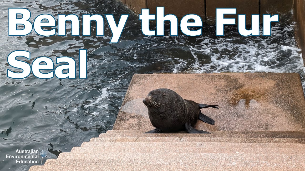 Benny the Long-nosed Fur Seal at Sydney Opera House - YouTube