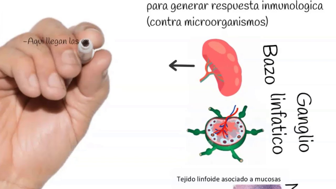 Órganos Linfoides [Inmunología #3] - YouTube