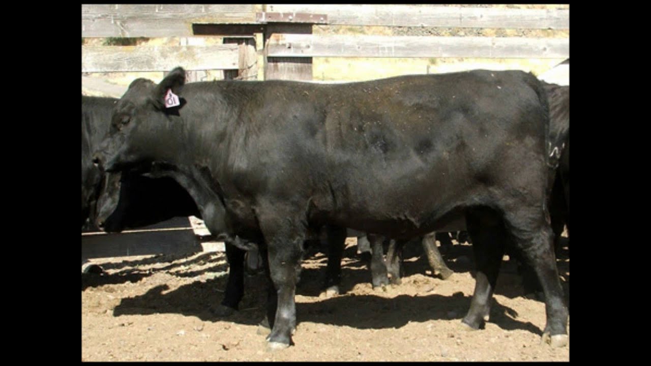 2011 Midland Bull Test Wright Way Angus Bulls.wmv - YouTube