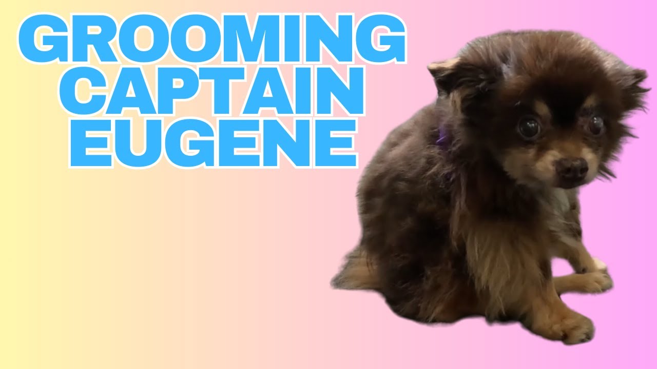 Captain Eugene the Pomeranian Gets Groomed - YouTube