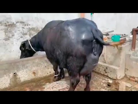 2023beautiful buffalo neeli Ravi for sale on YouTube - YouTube