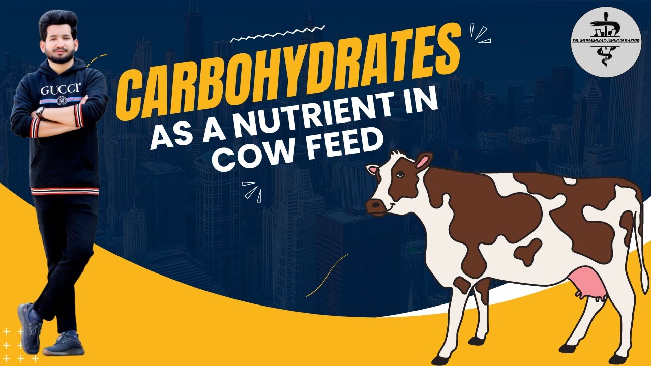 Carbohydrates as a Nutrient in Cow Feed - YouTube