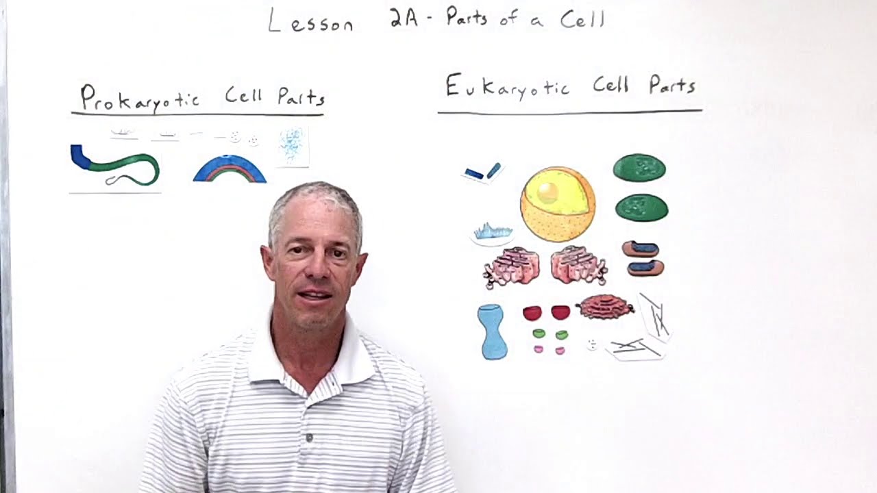 Biology Magnets Module 2 Lesson 2A Cells - YouTube