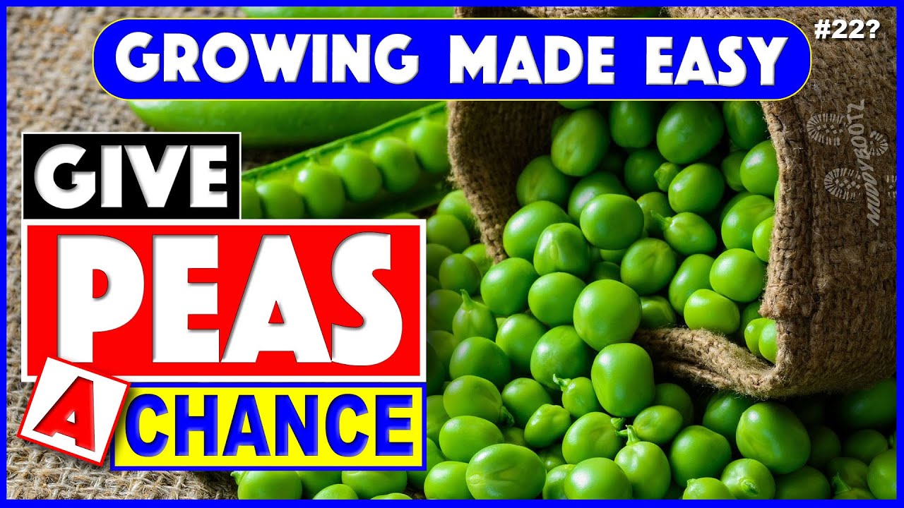 🌻226 🌻 HOW TO GROW PEAS FROM SEED 🌻 GROWING MADE EASY 🌻 STEP BY STEP ...