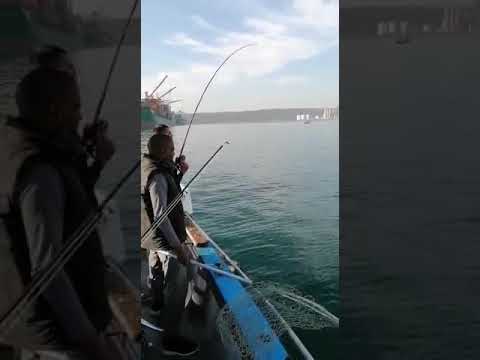 Durban harbour fishing - YouTube