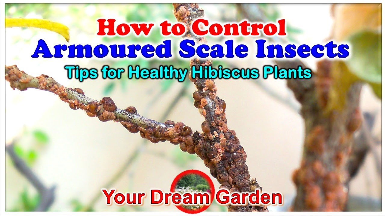 How to Control Armoured scale insects-Tips for Healthy Hibiscus Plants ...