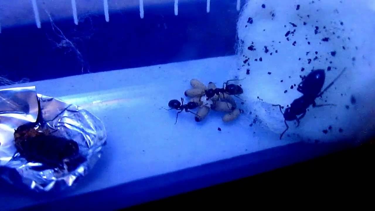 Lasius neoniger caring for Lasius umbratus Queen and eggs - YouTube